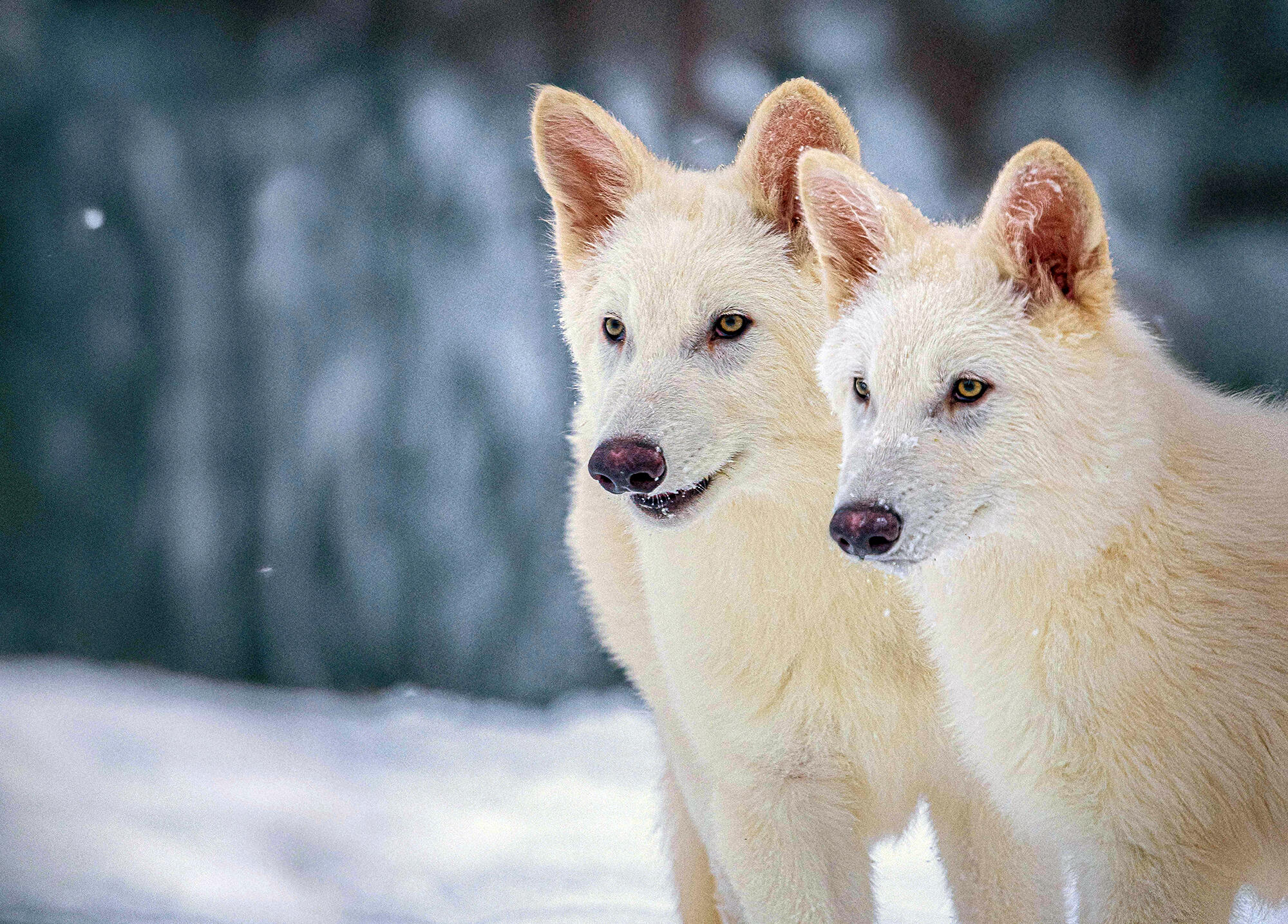 Baby Wolf Dog In Snow